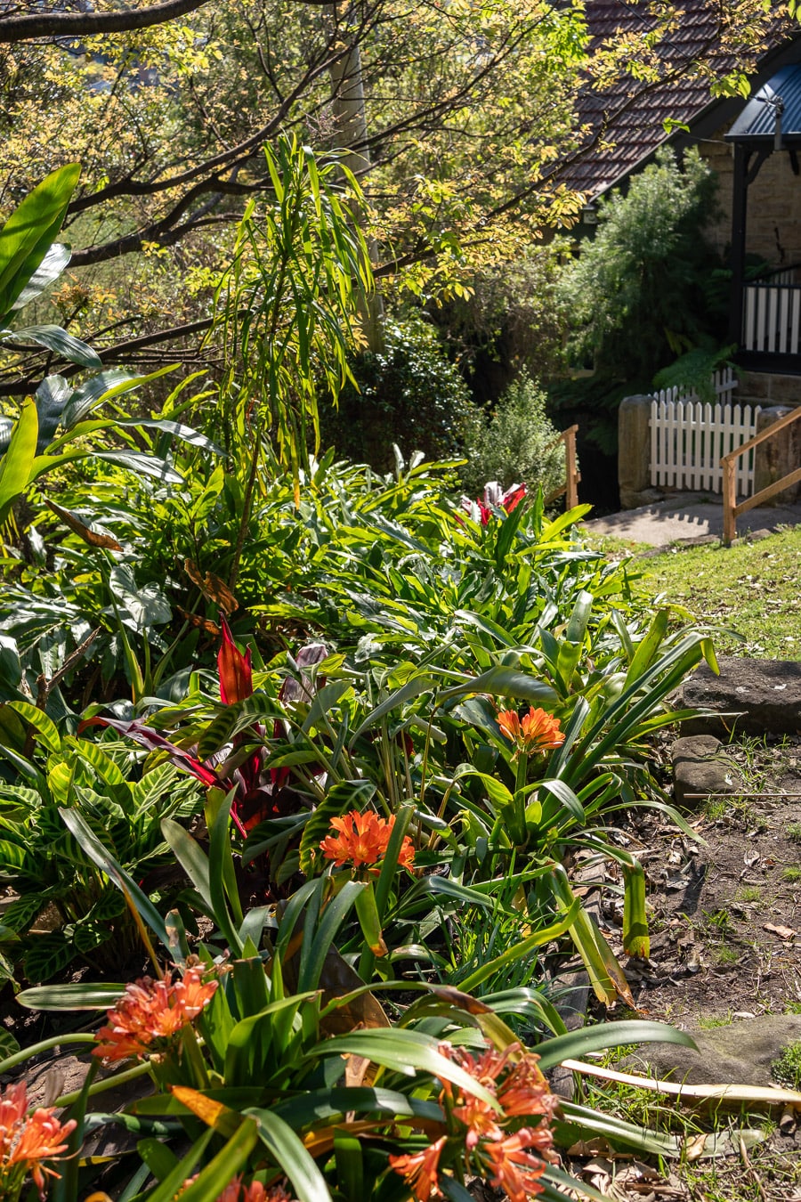 North Sydney Garden Competition 2023 - Day 6 - Photography and ...